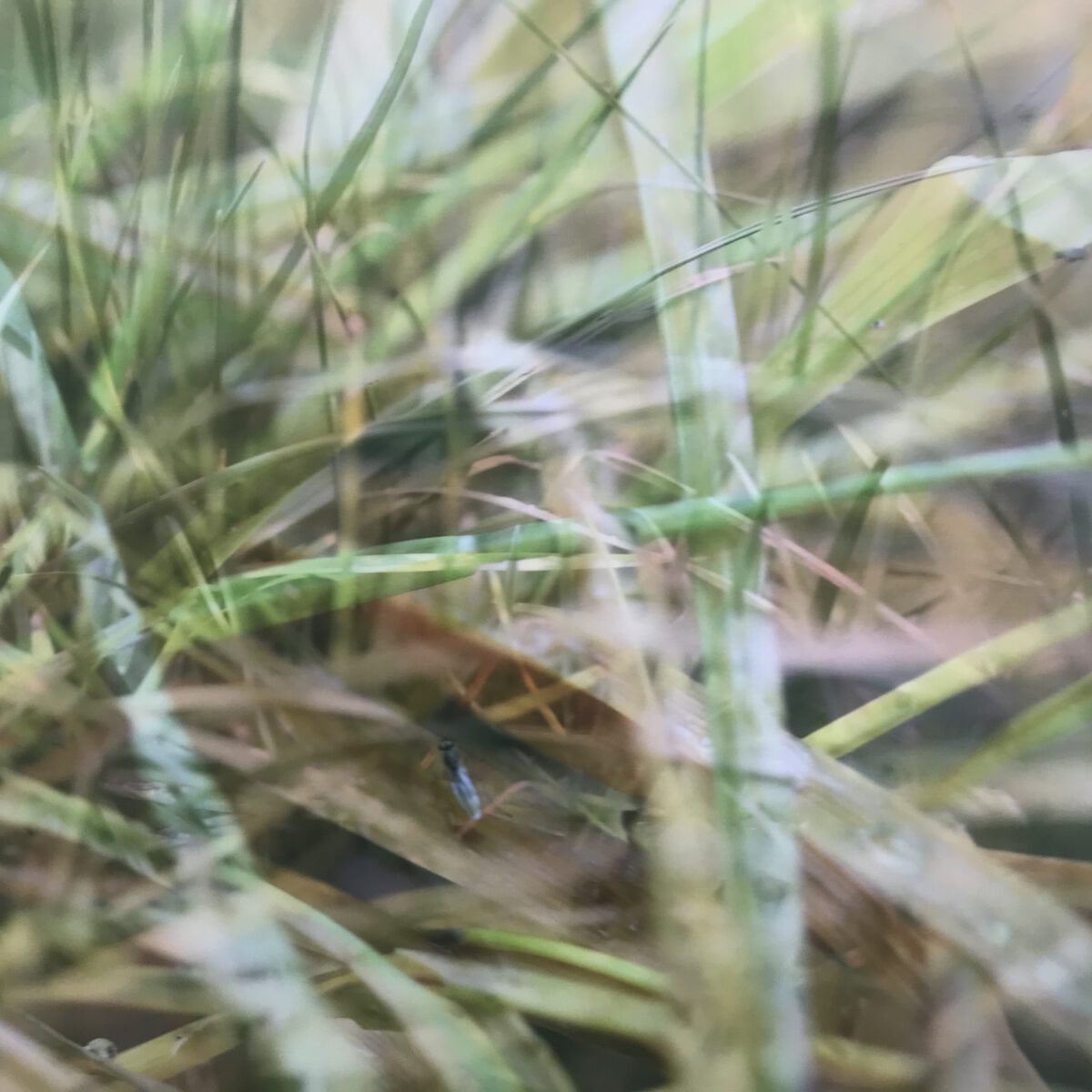 Grascolors – Silke Wellmeier